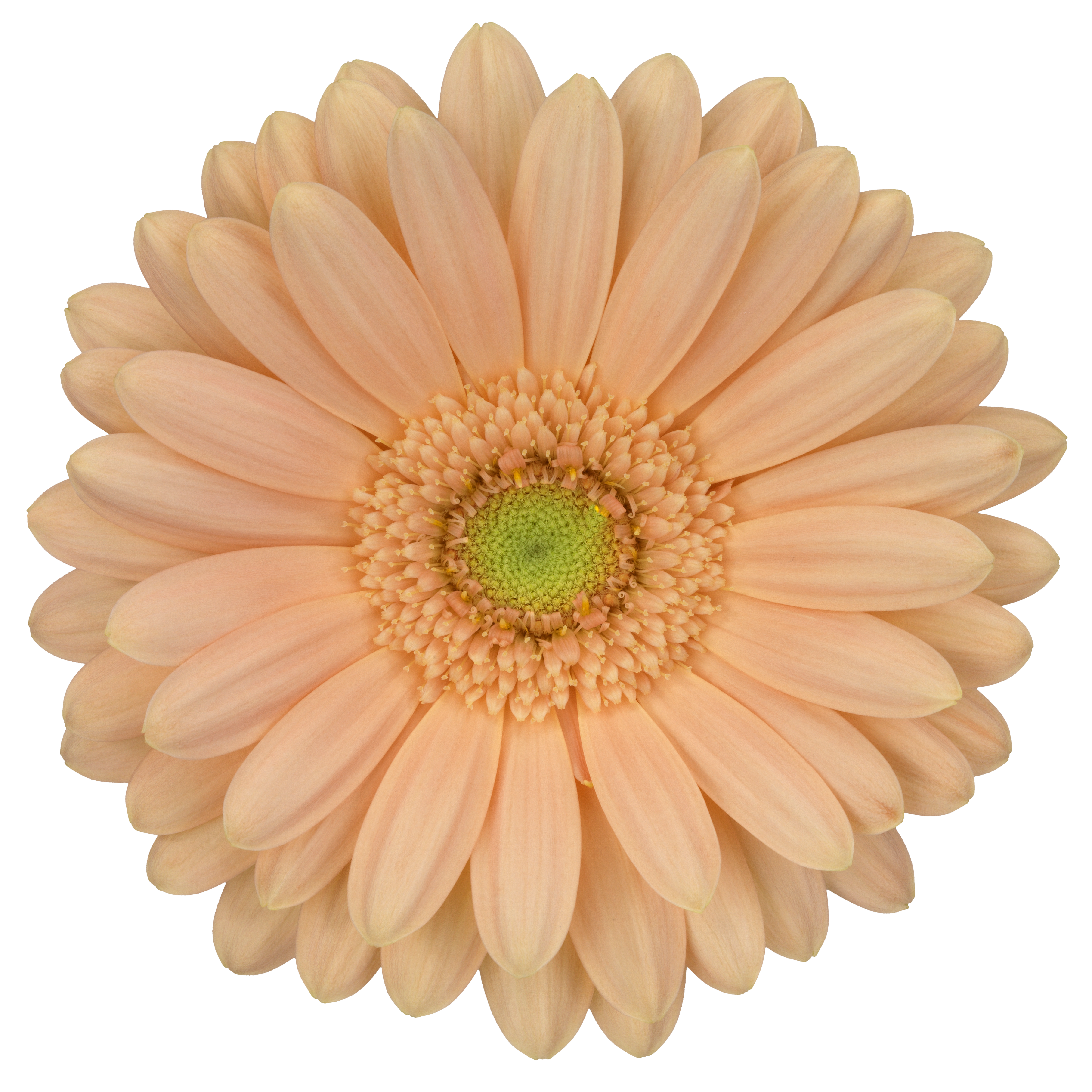Minou - Schreurs Gerbera