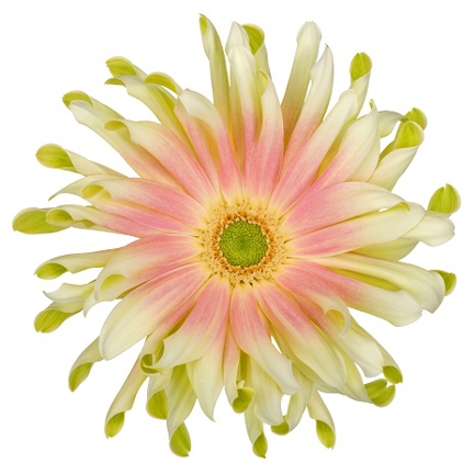 Pasta Nabi - Schreurs Gerbera