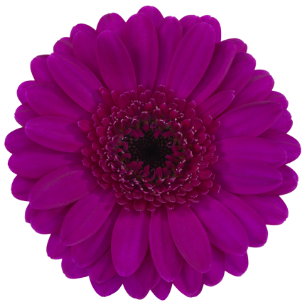 Impact - Schreurs Gerbera